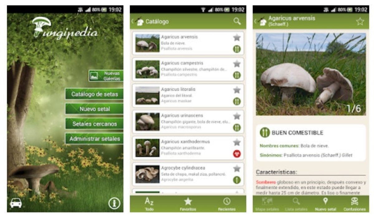 7 mejores apps para buscar e identificar setas (2025)