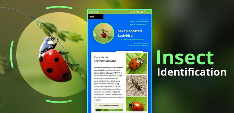 Las 4 mejores apps para identificar insectos con el móvil